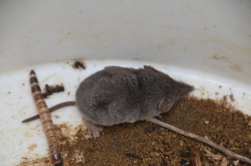 Crawford's Gray Shrew (Wildlife of Mancos State Park) · iNaturalist