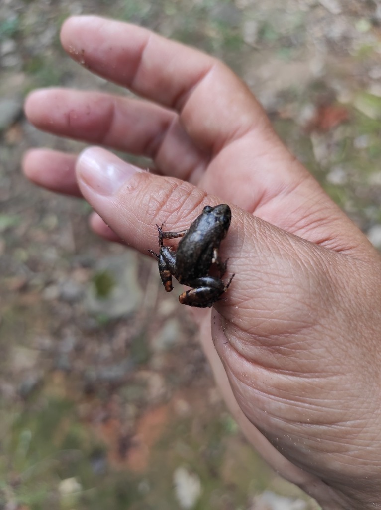 Marbled Tropical Bullfrog from Tinguá, Nova Iguaçu - RJ, Brasil on ...