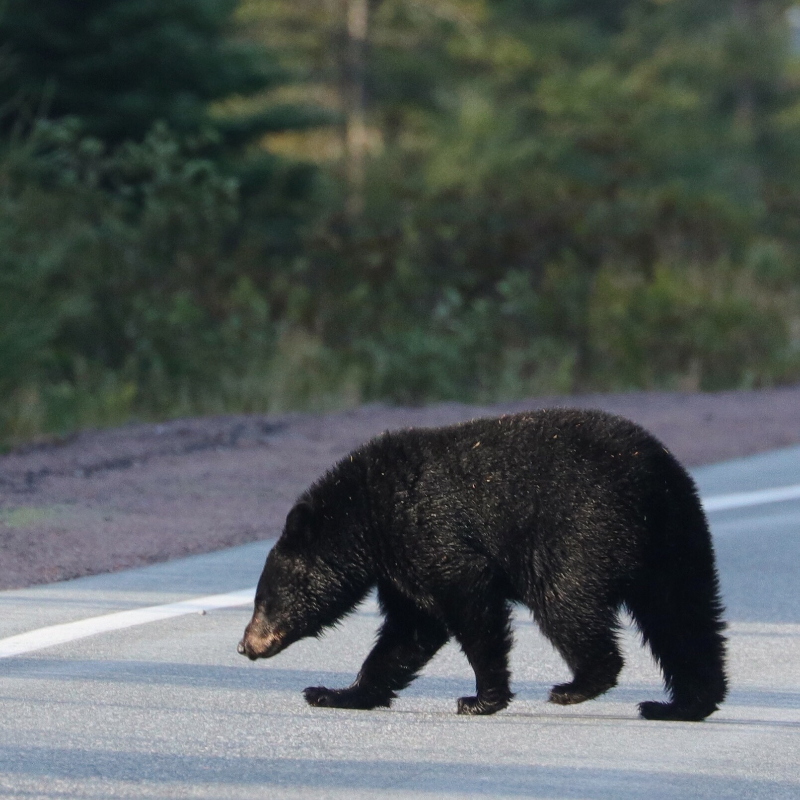 Ursus americanus hamiltoni Cameron, 1957