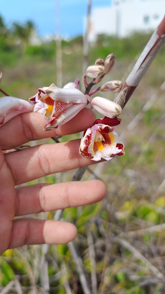 Christina’s Ant-loving Orchid from San Benito, Yuc., México on June 16 ...