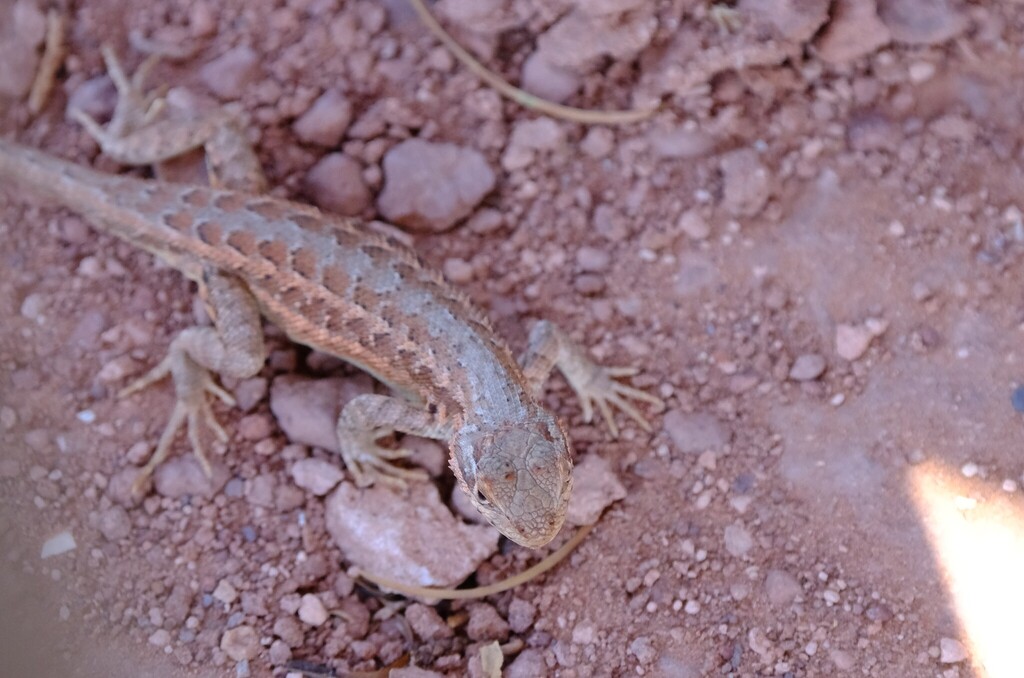 Common Sagebrush Lizard from San Juan County, UT, USA on June 16, 2025 ...