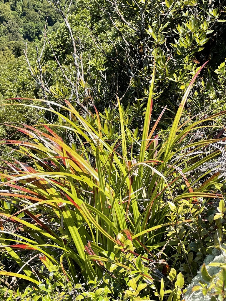 Kauri Grass from North Island, Cambridge, Waikato, NZ on January 2 ...