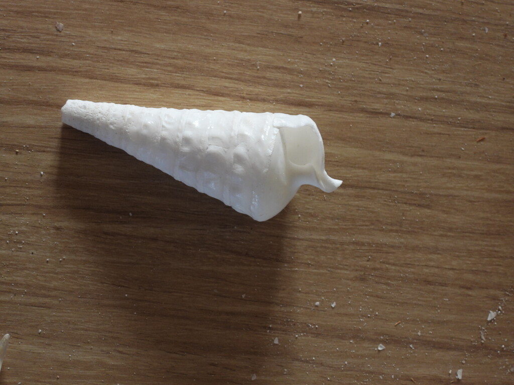 Bell Clapper on April 11, 2025 at 02:12 PM by panopea · iNaturalist