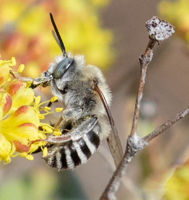 Urbane Digger Bee from Mount Diablo State Park, Contra Costa County, CA ...