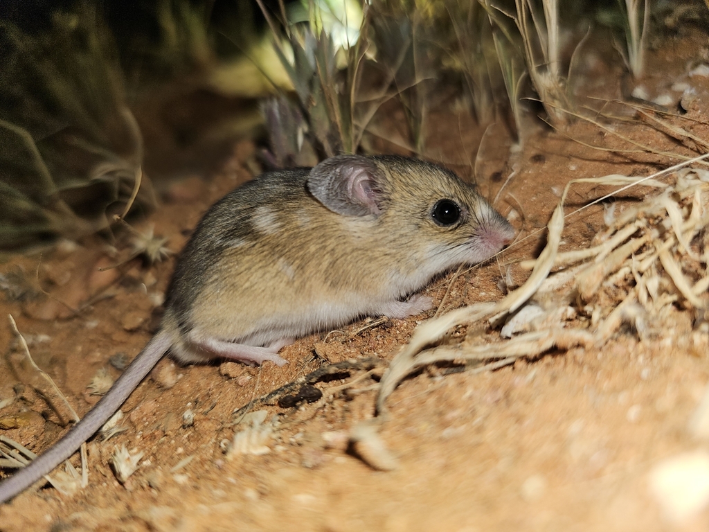 Australian Native Mice from Bedourie QLD 4829, Australia on June 16 ...