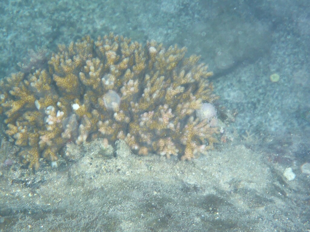 Lace Coral from Va'a-o-Fonoti, Samoa on June 3, 2025 at 02:20 PM by ...