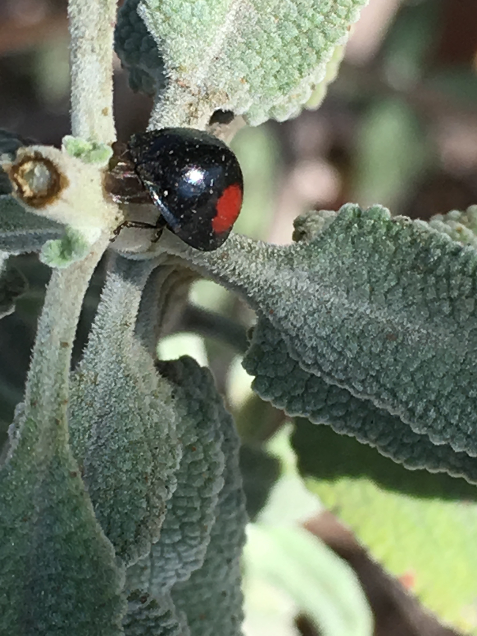 Chilocorus orbus Casey, 1899