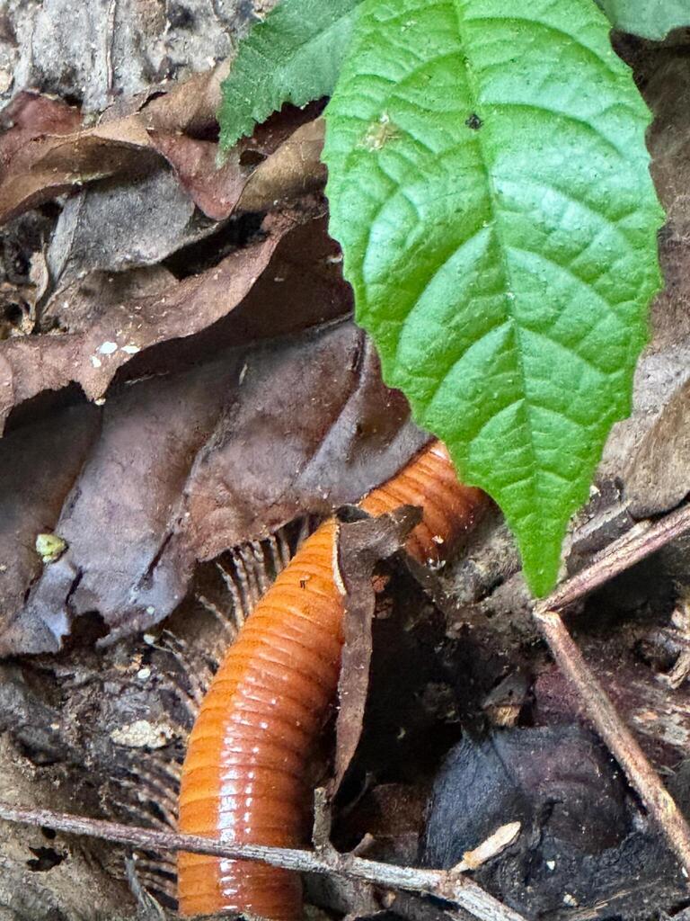 Worm-like Millipedes from Lojing Highlands, Kelantan, Malaysia on June ...