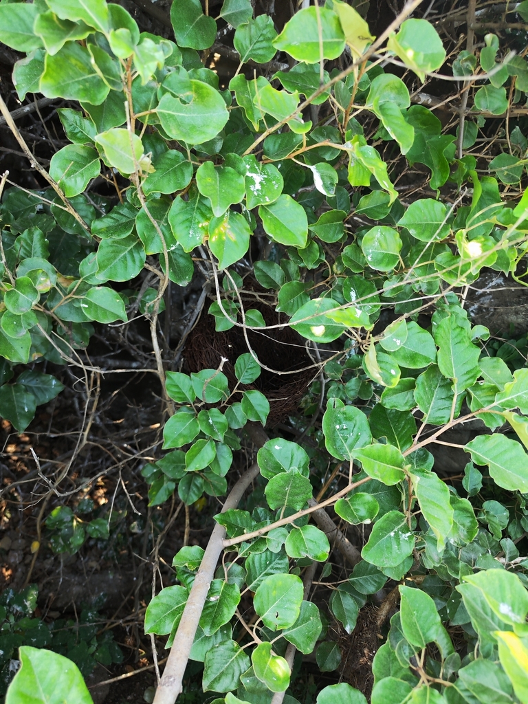 Broad-leaved Oleaster in June 2025 by castle_pendragon · iNaturalist