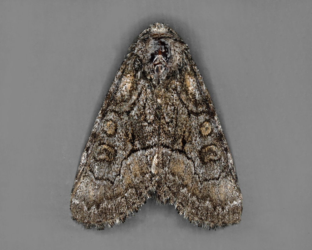 Brother Moth from Salem, NH 03079, USA on June 17, 2025 at 04:48 AM by ...