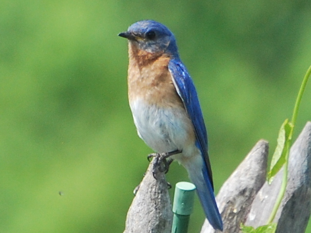 Eastern Bluebird in June 2025 by tz_nh · iNaturalist
