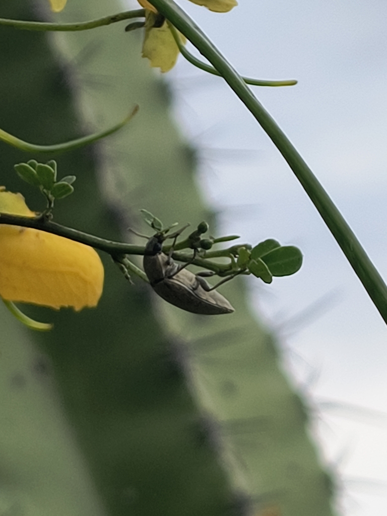 Cyrtomius plicatus from 74842 Pue., México on June 16, 2025 at 04:28 PM ...
