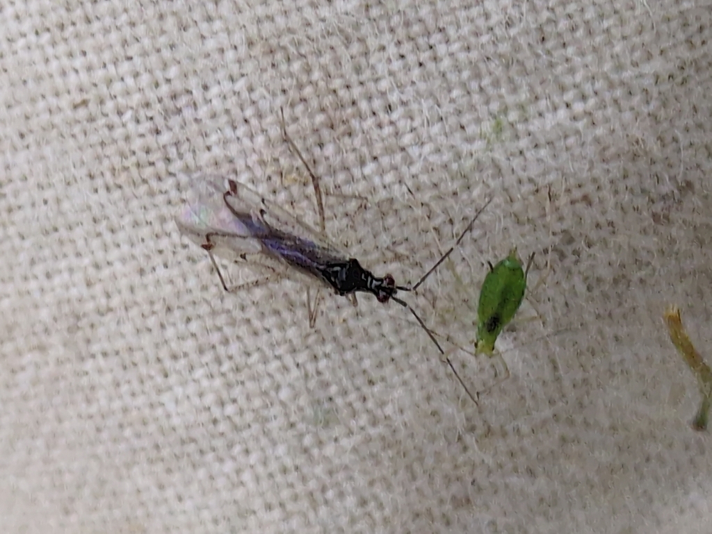 Dicyphus from Harrogate HG1, UK on June 17, 2025 at 02:22 PM by ...