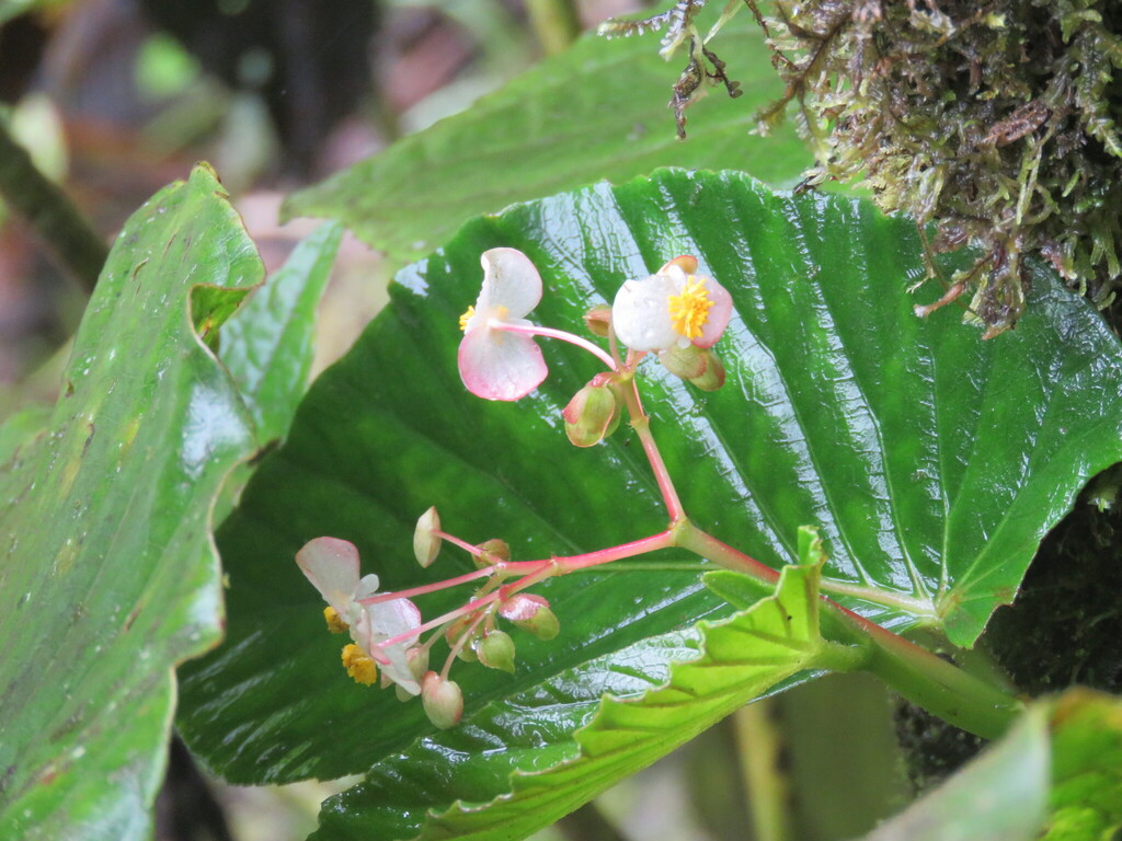 Begonia parviflora from El Chaco, Ecuador on March 30, 2024 at 11:39 AM by Eric van den Berghe ...