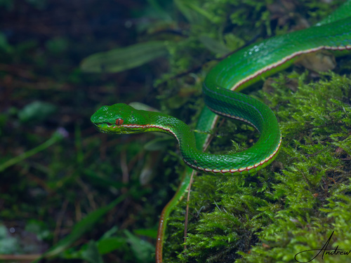 Chinese Green Tree Viper (Trimeresurus stejnegeri) - Snakes and Lizards