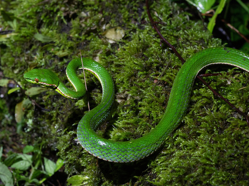 Chinese Green Tree Viper (Trimeresurus stejnegeri) - Snakes and Lizards