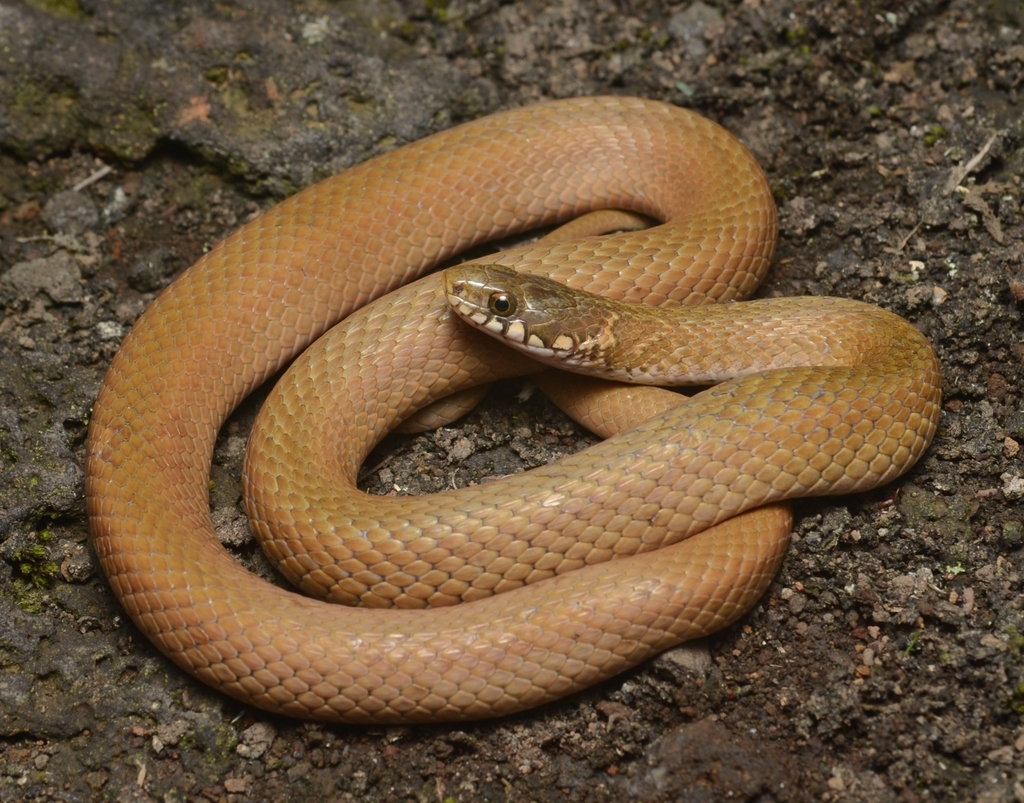 Japanese Keelback (Hebius vibakari) - Snakes and Lizards