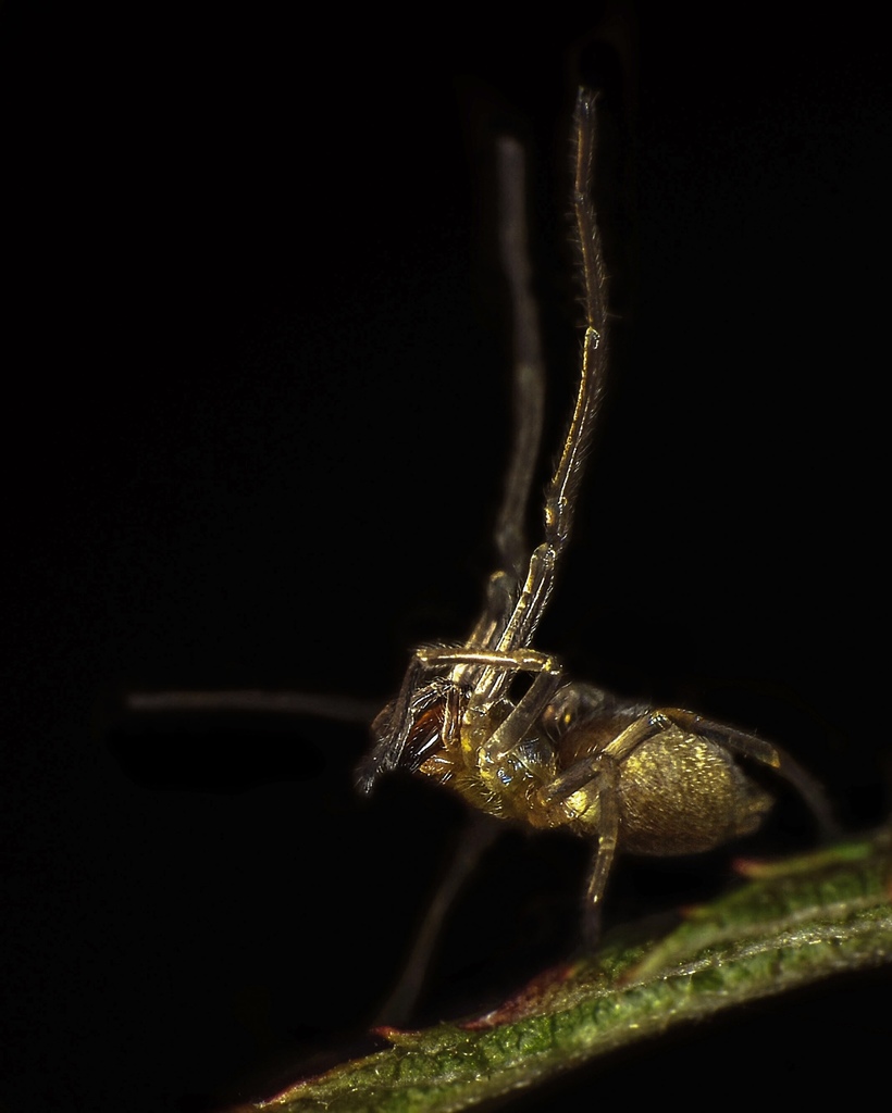 Northern Yellow Sac Spider From Ermandus Dr Honea Path Sc Us On