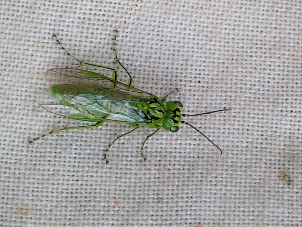 Rhogogaster from North Yorkshire, England, GB on June 17, 2025 at 05:12 ...