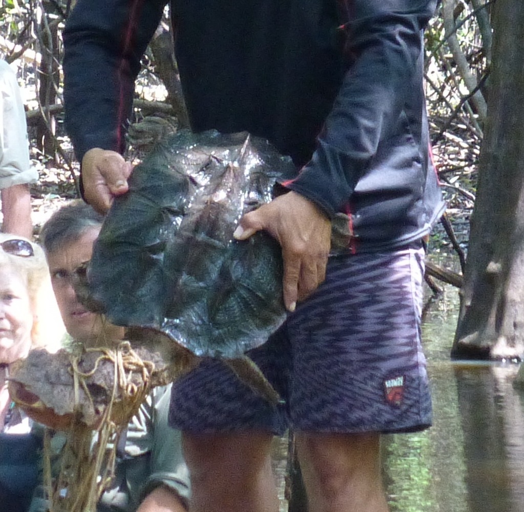 Orinoco Mata Mata from Rorainópolis - State of Roraima, 69373-000 ...