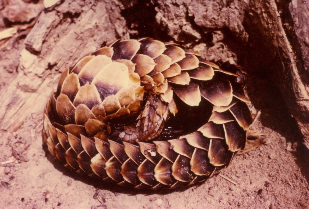 Black-bellied Pangolin in September 1987 by Norm Shea. Observed along ...