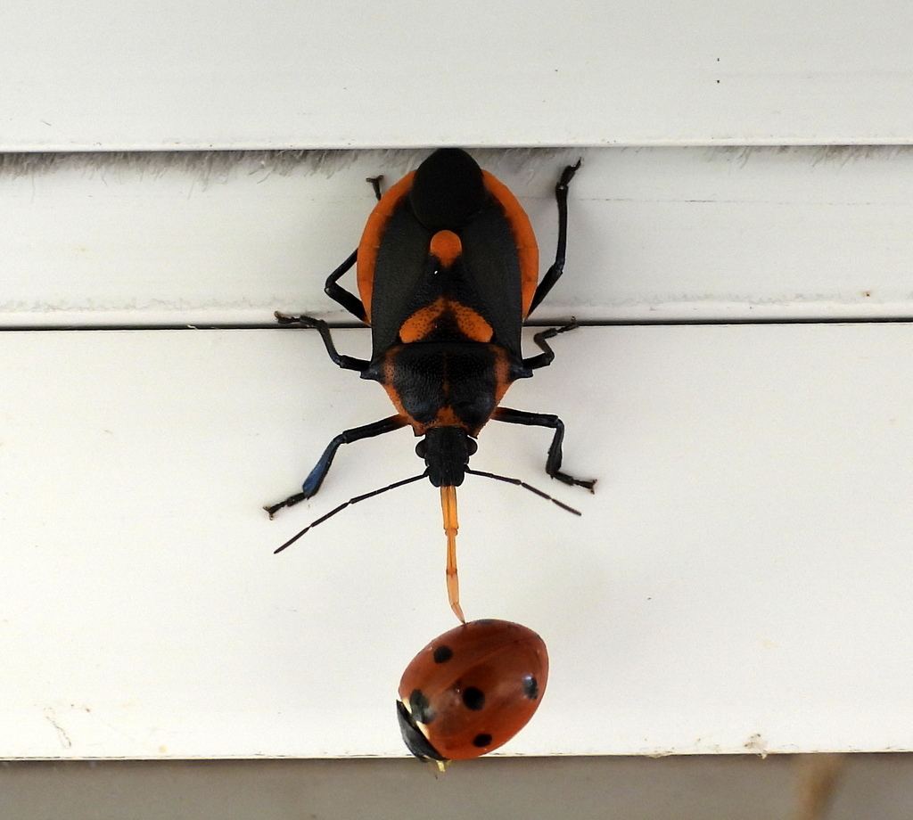 Florida Predatory Stink Bug from Washington County, TN, USA on ...