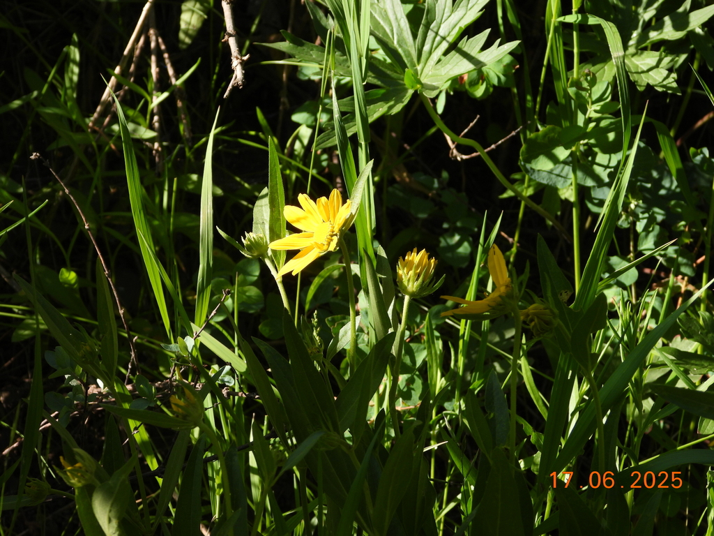 Rocky Mountain Dwarf Sunflower from Bannock County, ID, USA on June 17 ...