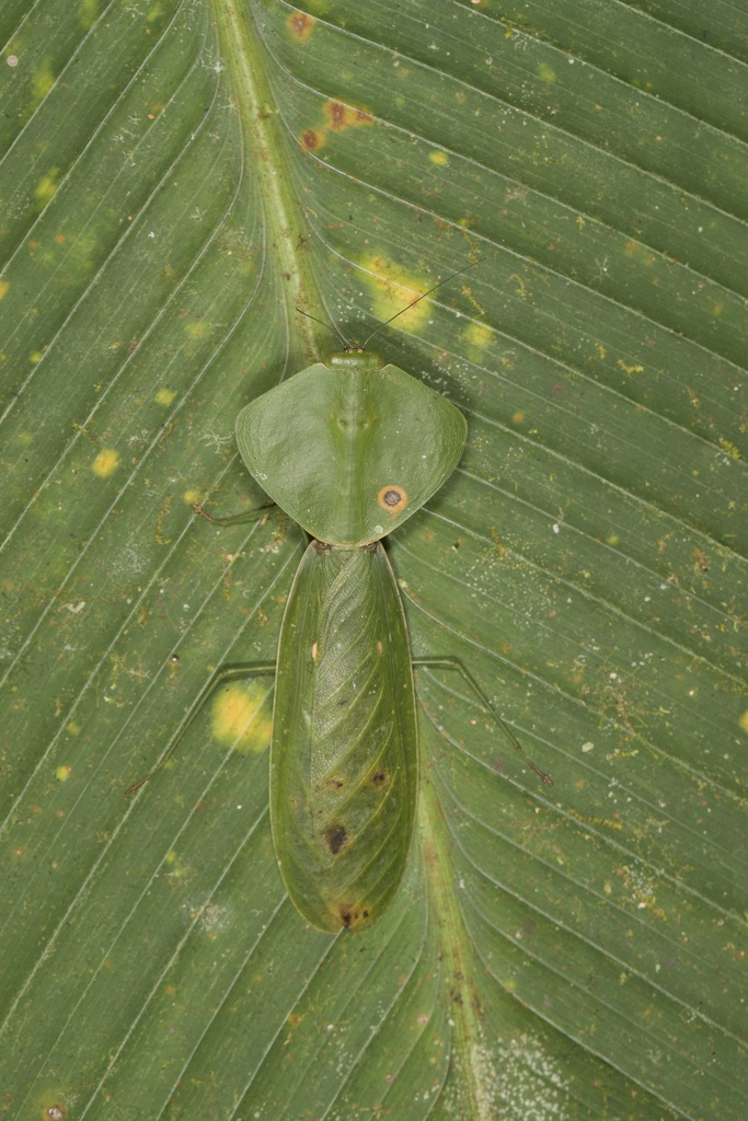 Peruvian Shield Mantis from 奥萨半岛, 彭塔雷纳斯省, CR on December 30, 2021 at 03 ...