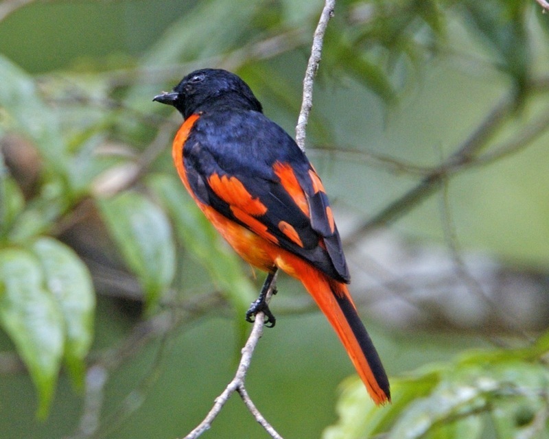 Minivets (Pericrocotus) - Avian Discovery