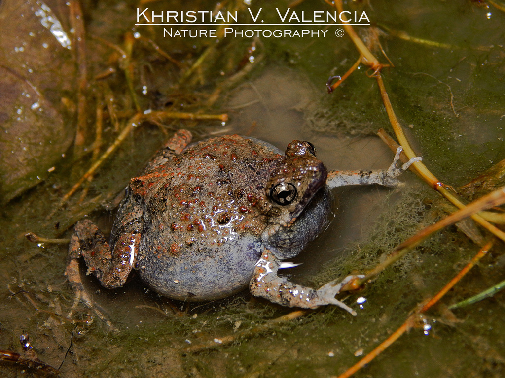 Túngara Frog in September 2019 by Khristian Venegas Valencia · iNaturalist