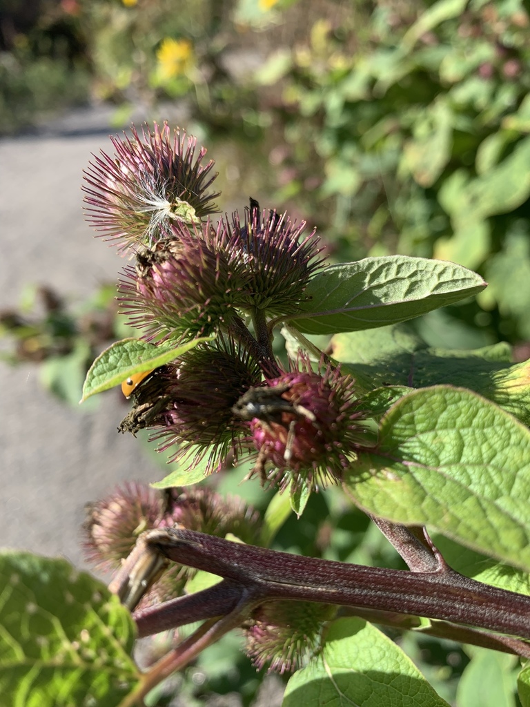lesser burdock (Medicinal Plants of KY) · iNaturalist