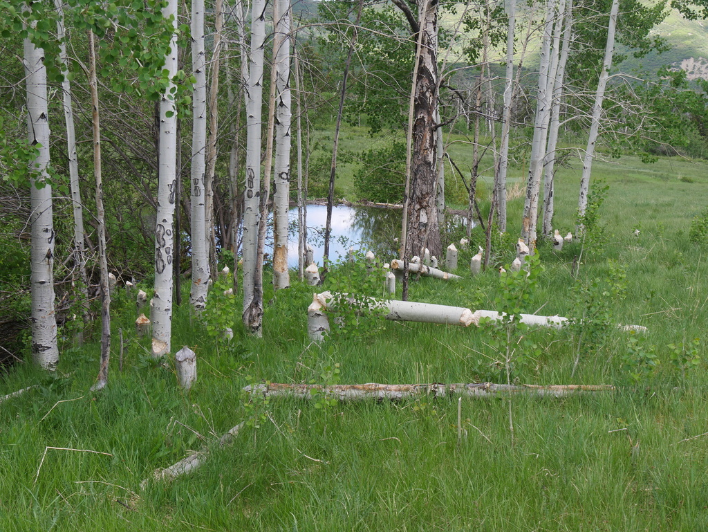 quaking aspen from Garfield County, CO, USA on June 4, 2025 at 12:19 PM ...