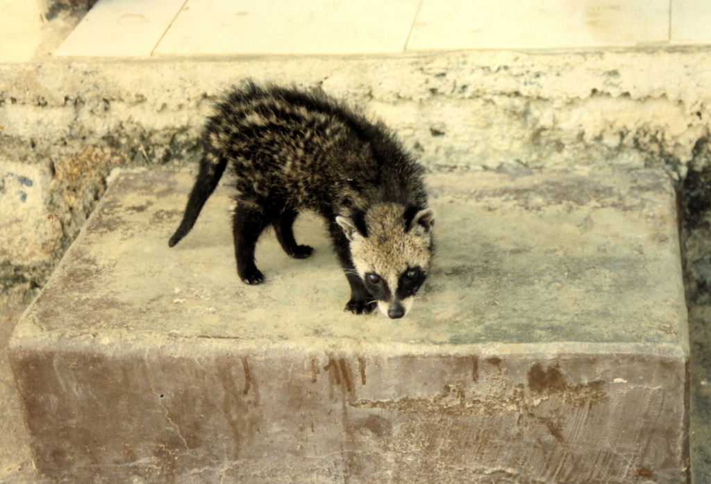 Civets, Genets, and Oyans (Viverridae) - Know Your Mammals