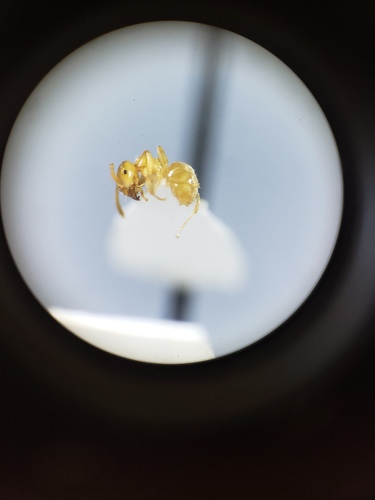 Lasius fallax · iNaturalist