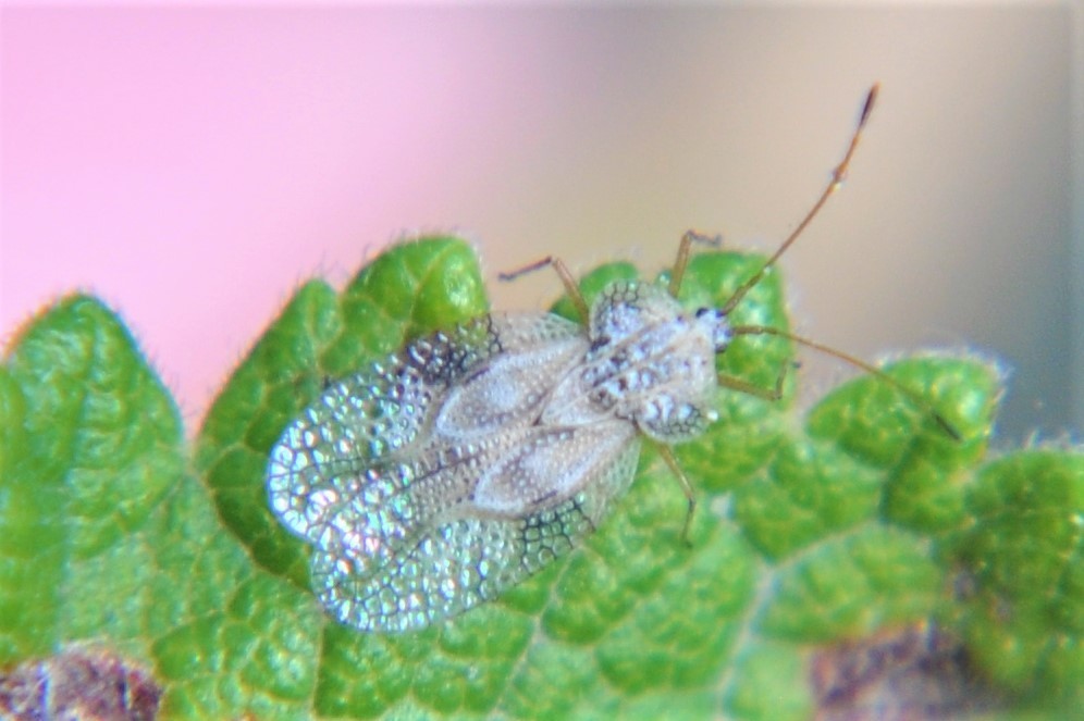 Gargaphia patricia from Fraccionamiento Vista Real, Corregidora, Qro ...