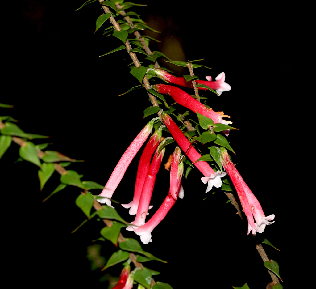 Fuchsia Heath from Barren Grounds NSW 2577, Australia on July 29, 2013 ...