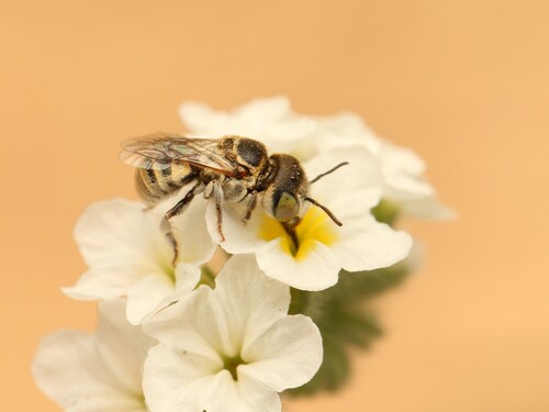Haetosmia vechti · iNaturalist