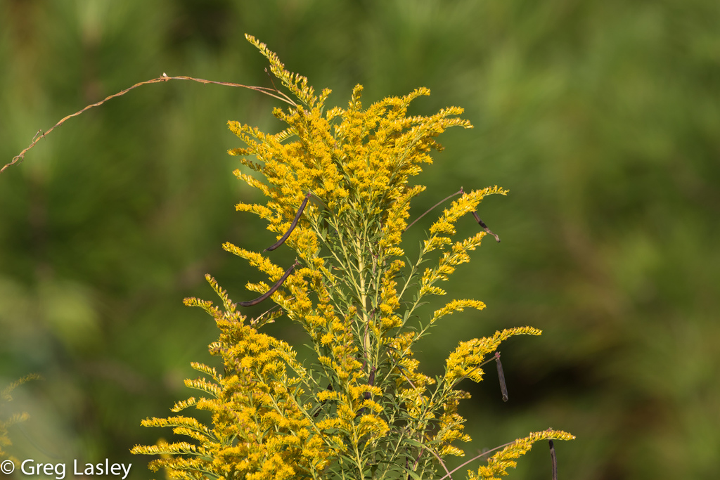 tall goldenrod (Marbleseed Meadow) · iNaturalist