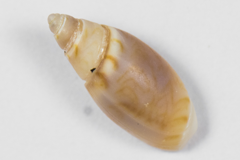 Beatic Dwarf Olive Snail (China Cove Organisms) · iNaturalist