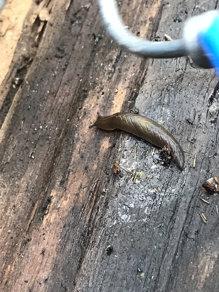Leaf-veined Slugs from Ashburton, Staveley, Canterbury, NZ on September ...