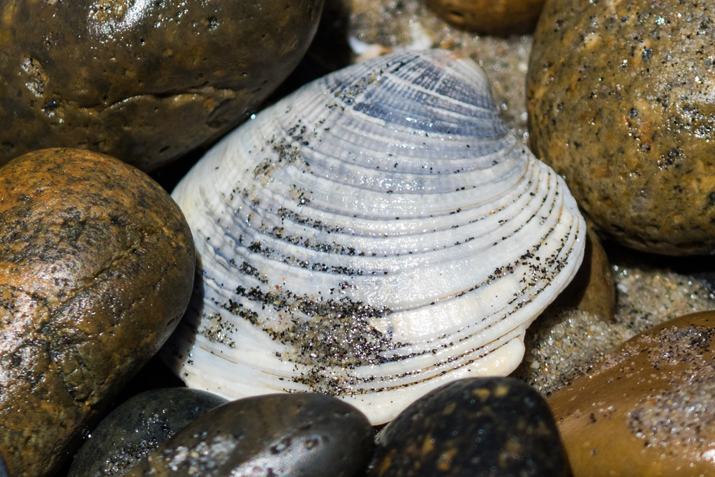 Wavy Chione (China Cove Organisms) · iNaturalist