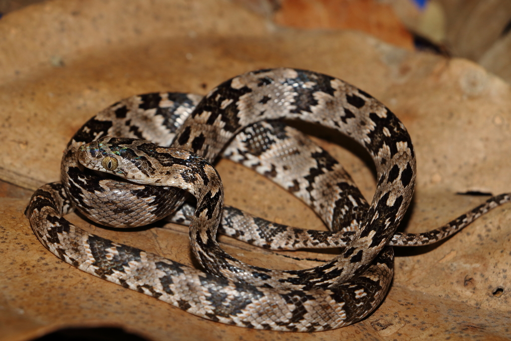 Western Lyre Snake from Ixtlahuacán, Col., México on February 20, 2019 ...