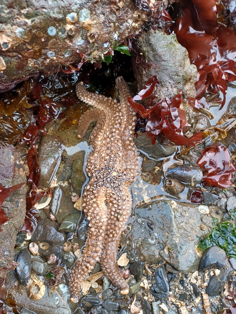 Velcro Star from Seldovia Village, AK, USA on May 01, 2025 at 11:44 AM ...