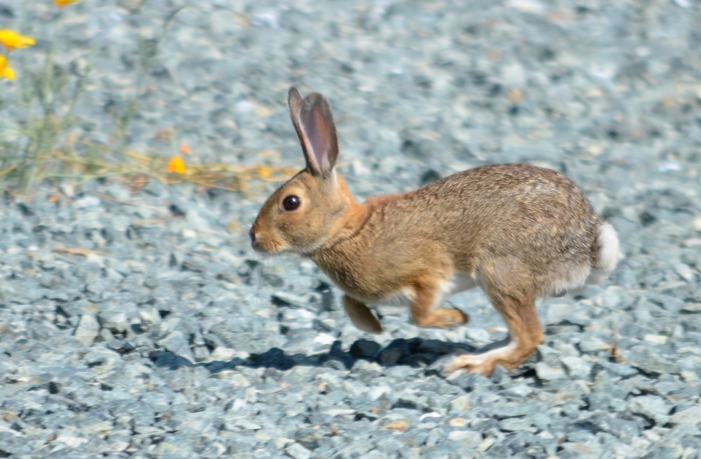 Lagomorphs (Lagomorpha) - Know Your Mammals