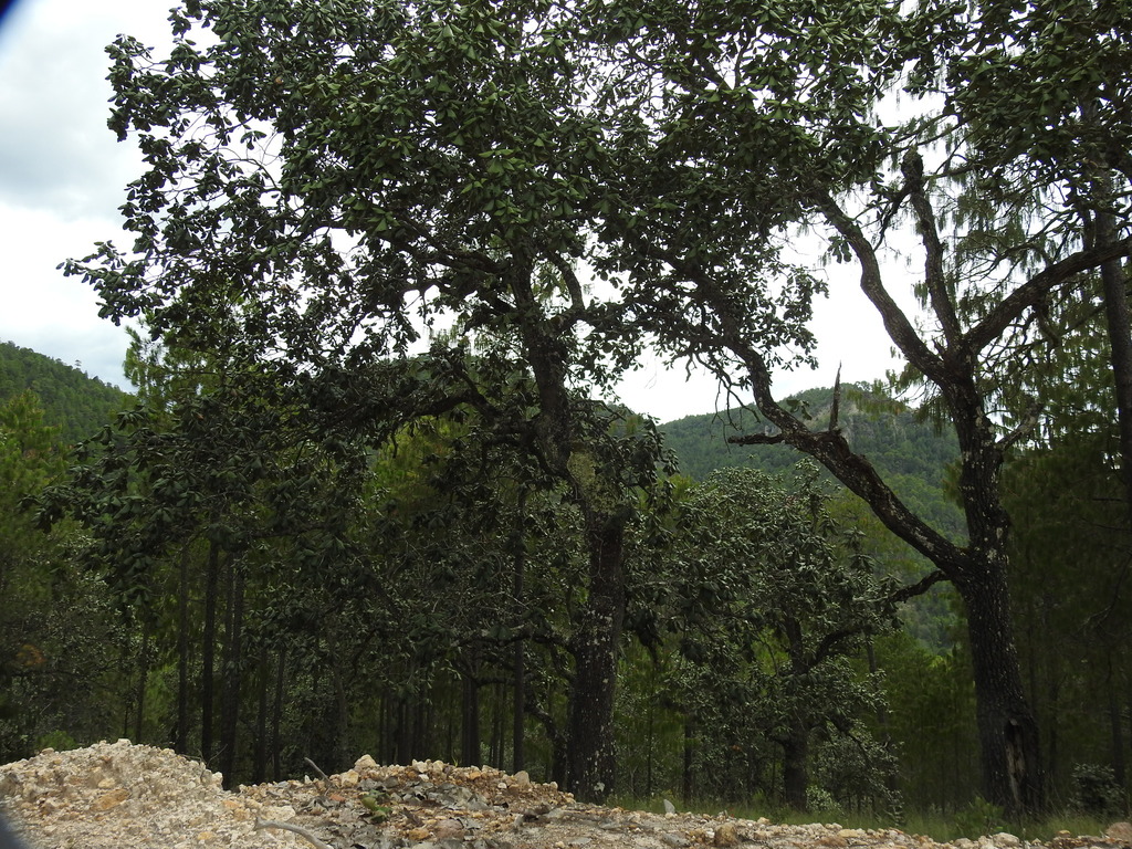 Quercus urbani from Durango, Durango, Mexico on September 14, 2019 at ...