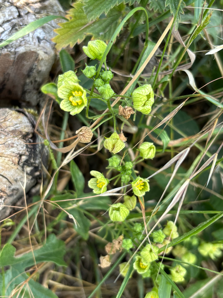 White Bryony from Rickmansworth, England, GB on June 18, 2025 at 08:48 ...
