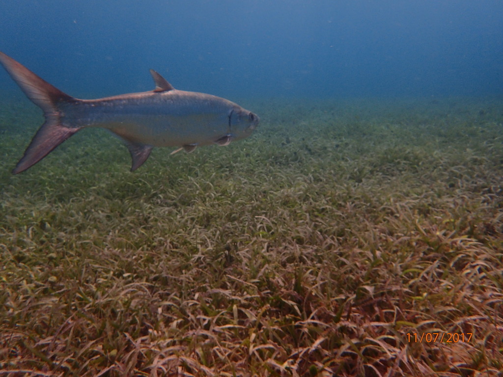 (Megalops) - Marine Life Identification