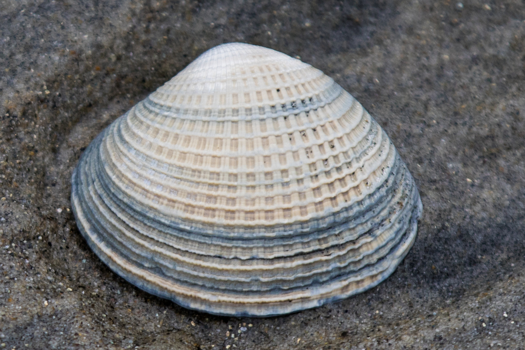 California Venus (China Cove Organisms) · iNaturalist