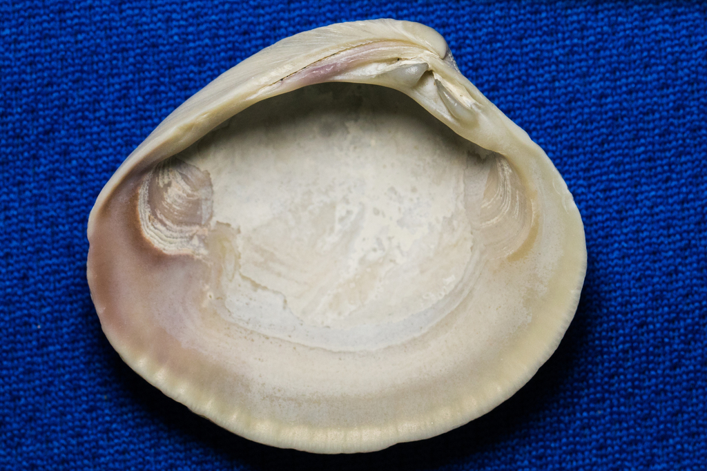 California Venus (China Cove Organisms) · iNaturalist