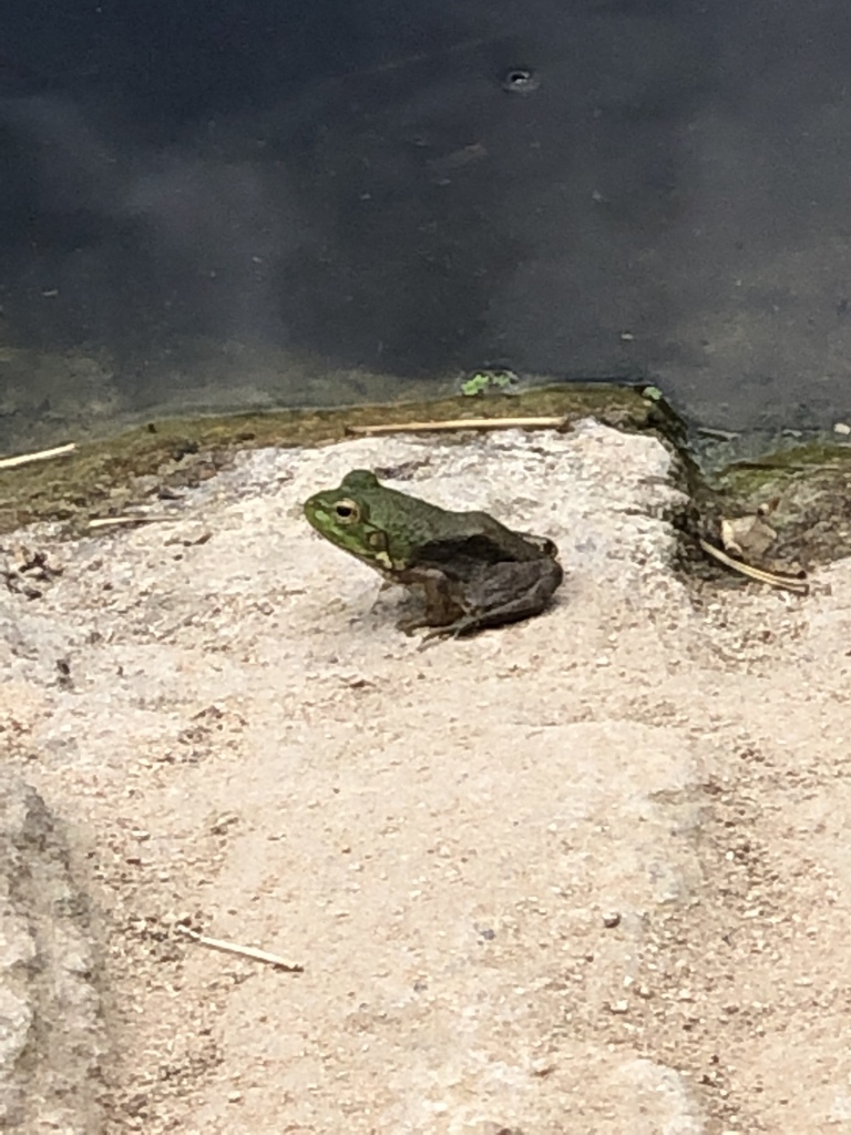 American Bullfrog from Pacific View Ln, Encinitas, CA, US on September ...